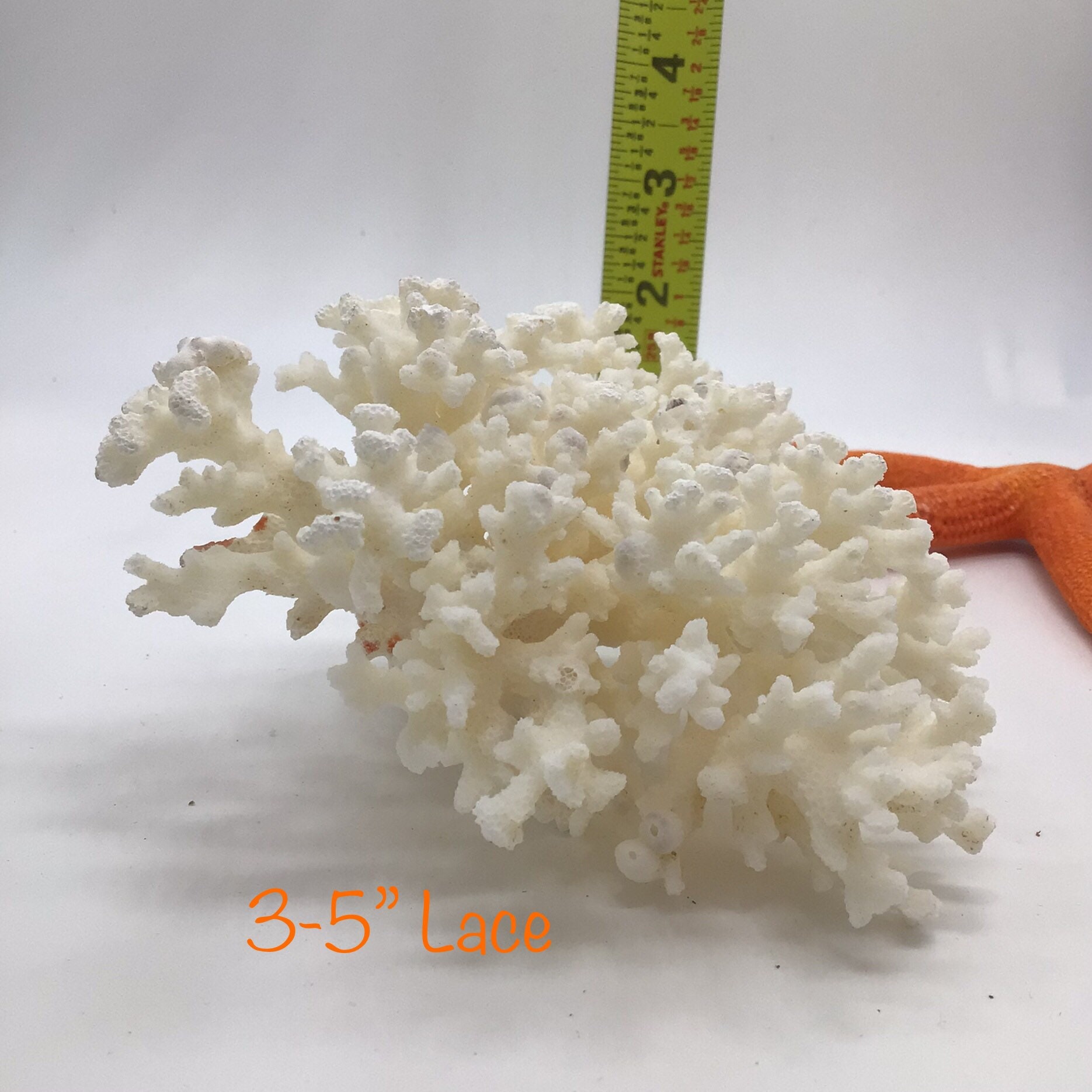 Lace Coral I White Lace Coral I Authentic Ocean Coral I Two | Etsy