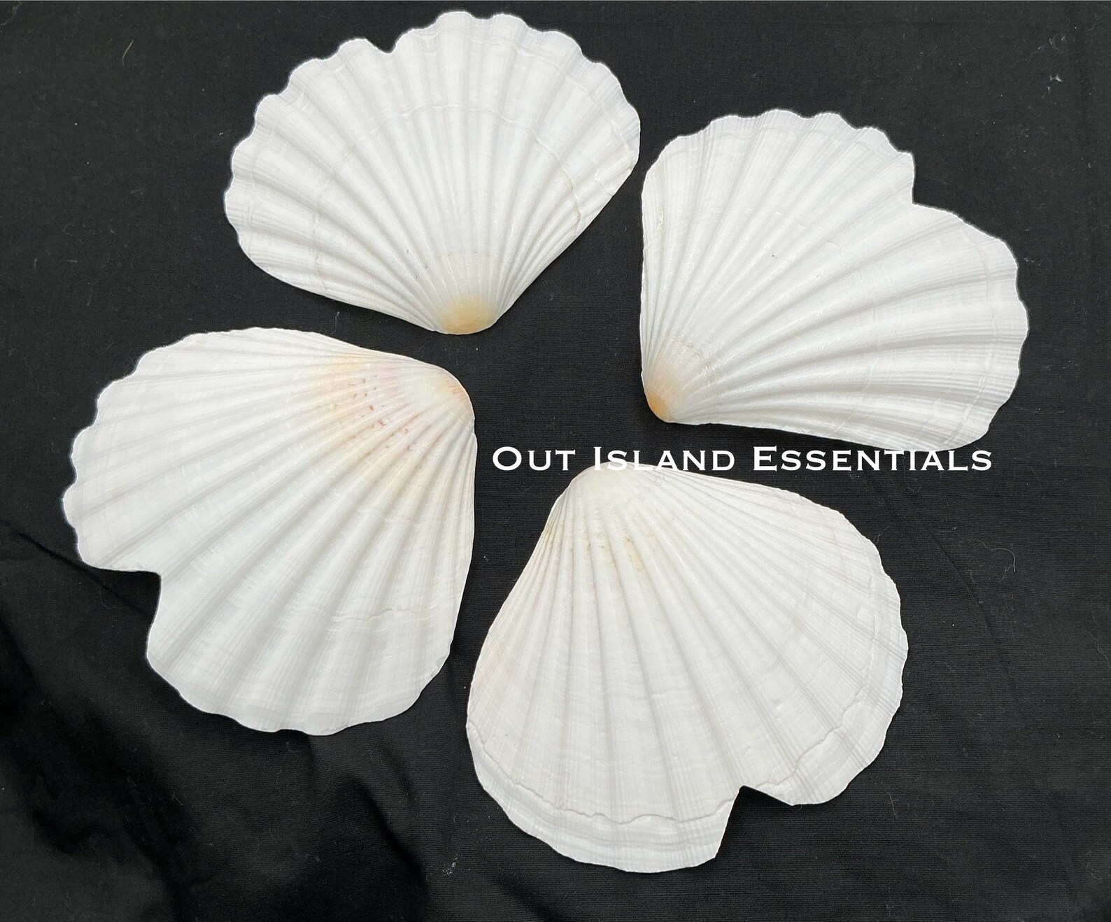 Heart Shape Scallop Shell I Semi-white Irish Baking Clam | Heart Shaped ...
