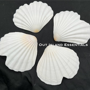 Heart Shape Scallop Shell I Semi-white Irish Baking Clam | Heart Shaped ...