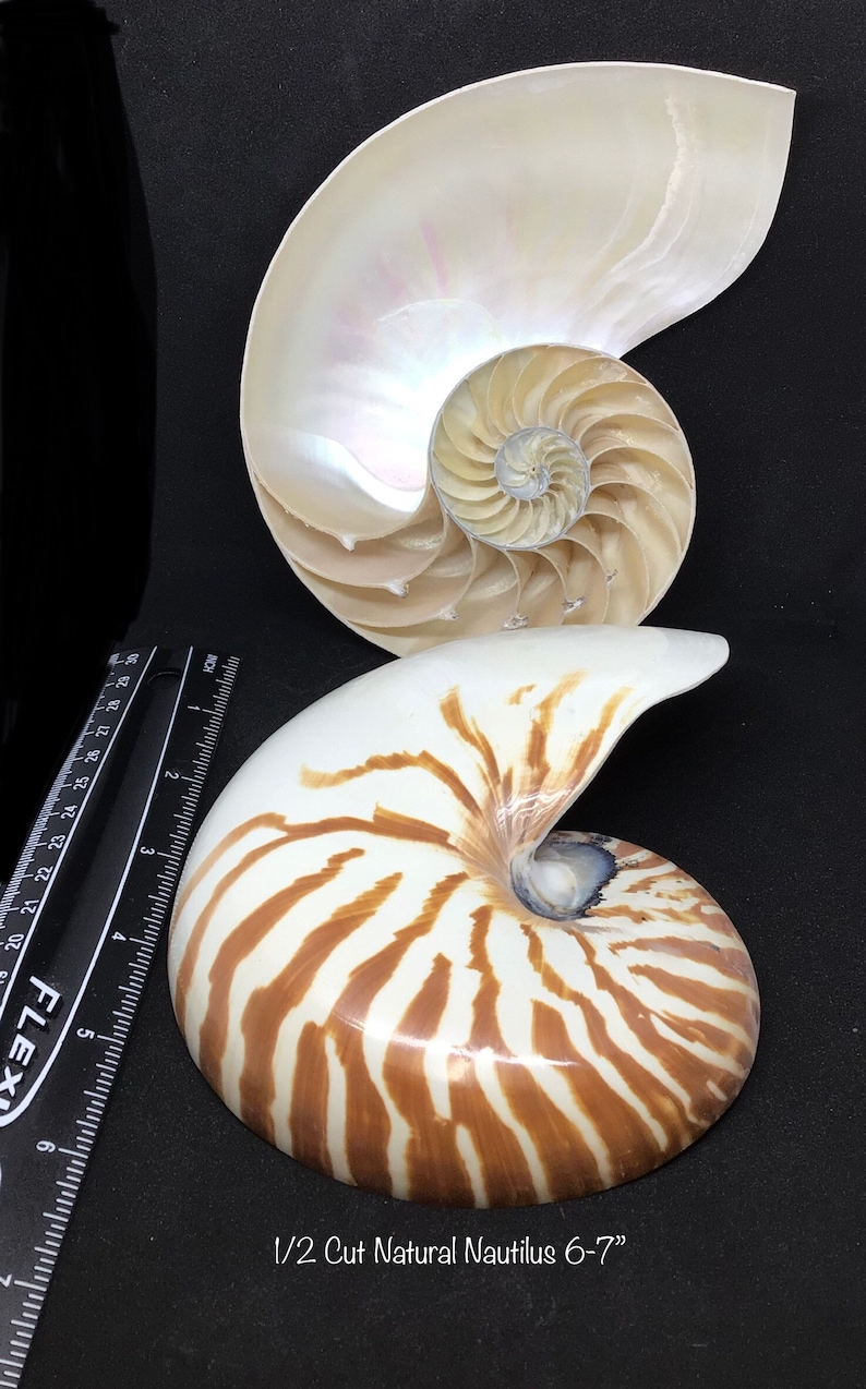 Nautilus Shell I Coastal Seashell I Coastal Decor I Large - Etsy