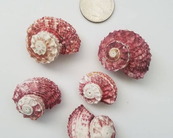 Bulk Red Shells - Etsy