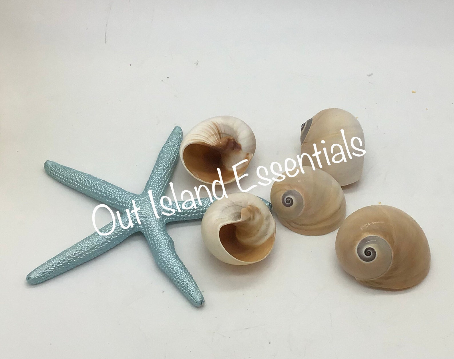 Whales Eye Seashells I Hermit Crab Shells I D Opening Craft Shells I 1. ...