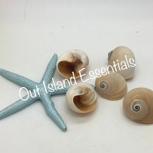 Whales Eye Seashells I Hermit Crab Shells I D Opening Craft Shells I 1. ...