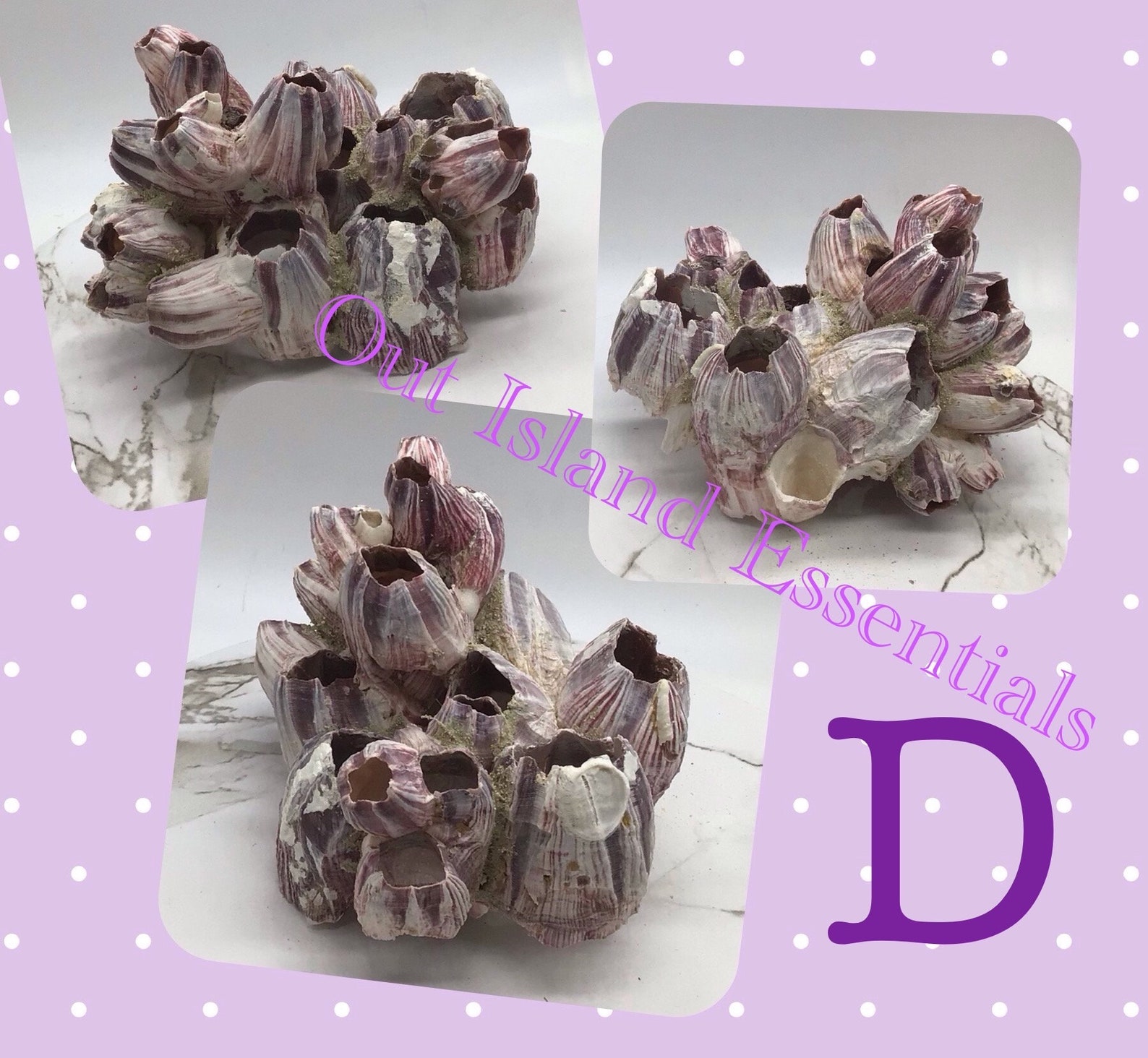 Purple Barnacle I Real Barnacle I Ocean Barnacles I Assorted Sizes I ...