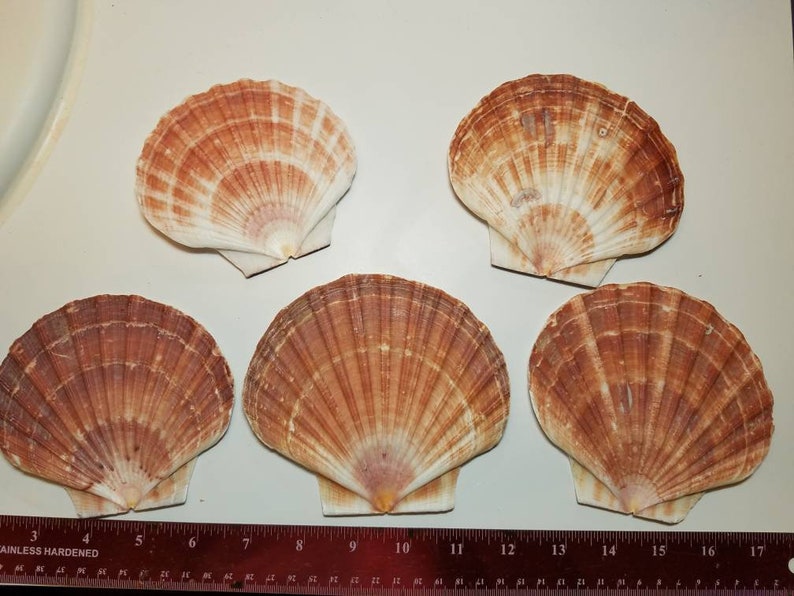 5-Pcs Irish Flat Scallop Seashells Craft Shells Seashells | Etsy