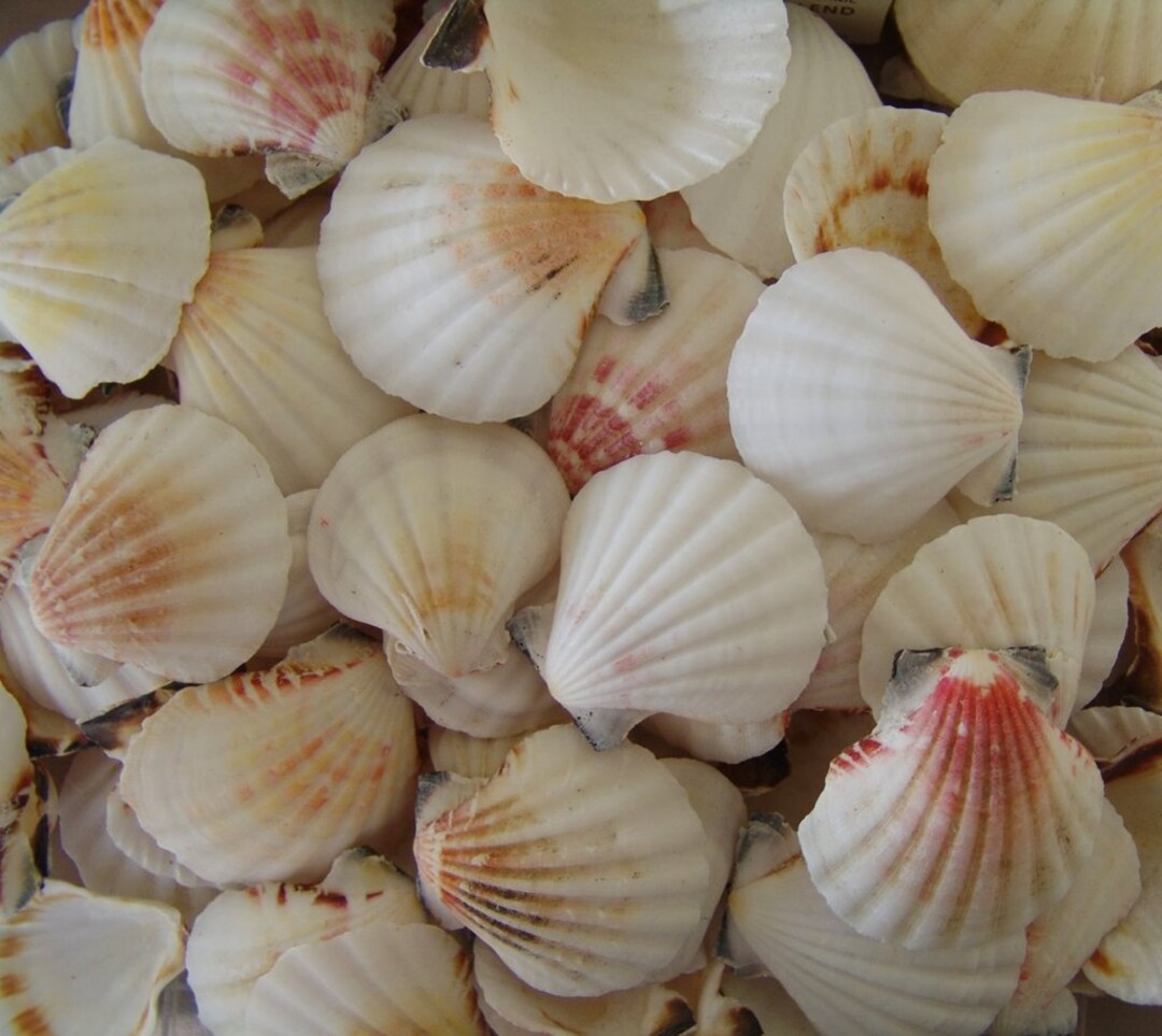 10pcs Semi White Pectin Seashells, Wholesale Seashells, Craft Shells ...