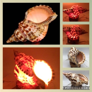 Nautilus Shell Light | Tonna Shell Light | Coastal Seashell Light ...