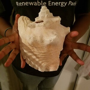 Bahamian Queen Conch Shell I Pink Conch Shell SLIT BACK I Large ...