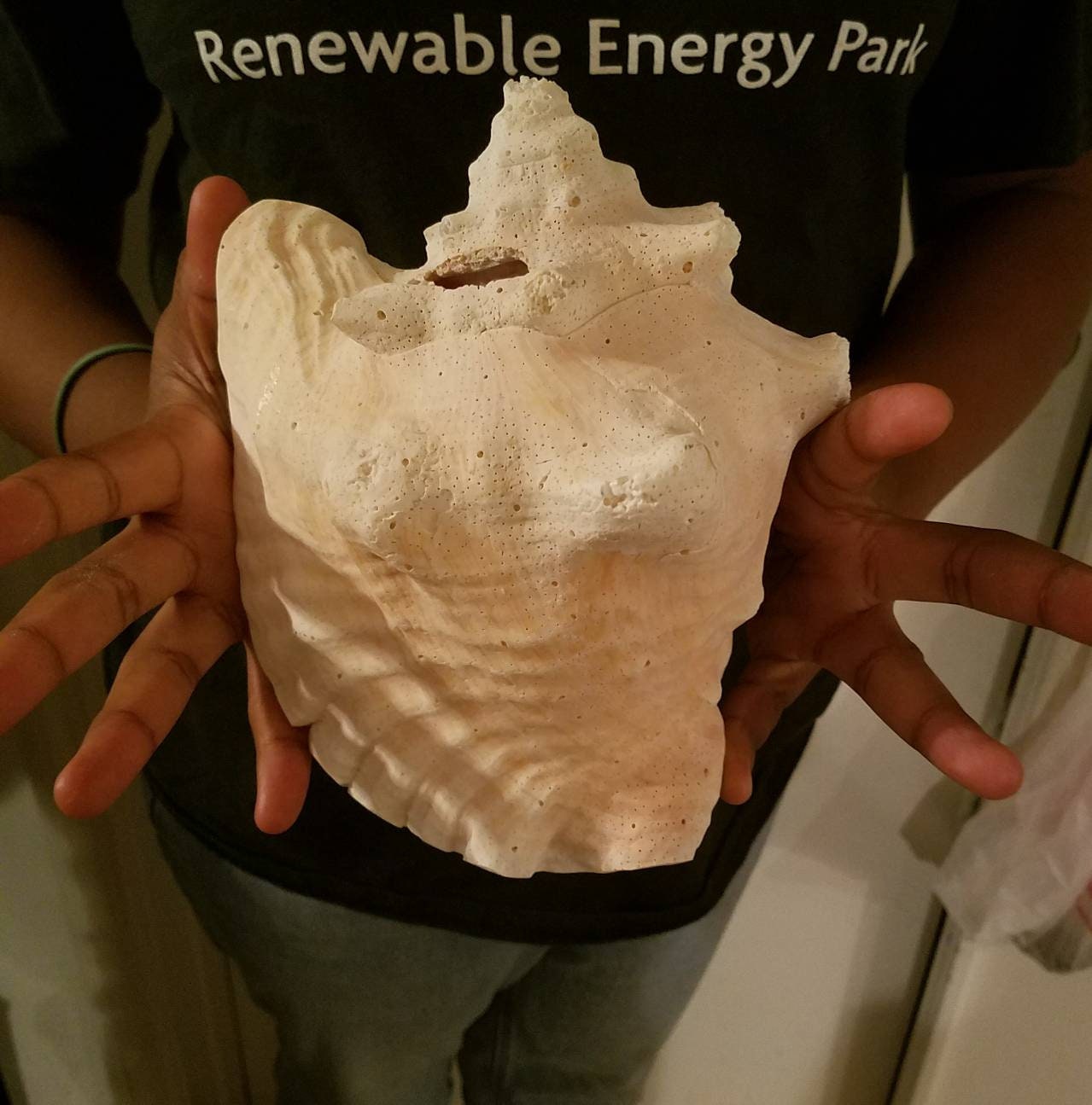 Bahamian Queen Conch Shell I Pink Conch Shell SLIT BACK I | Etsy