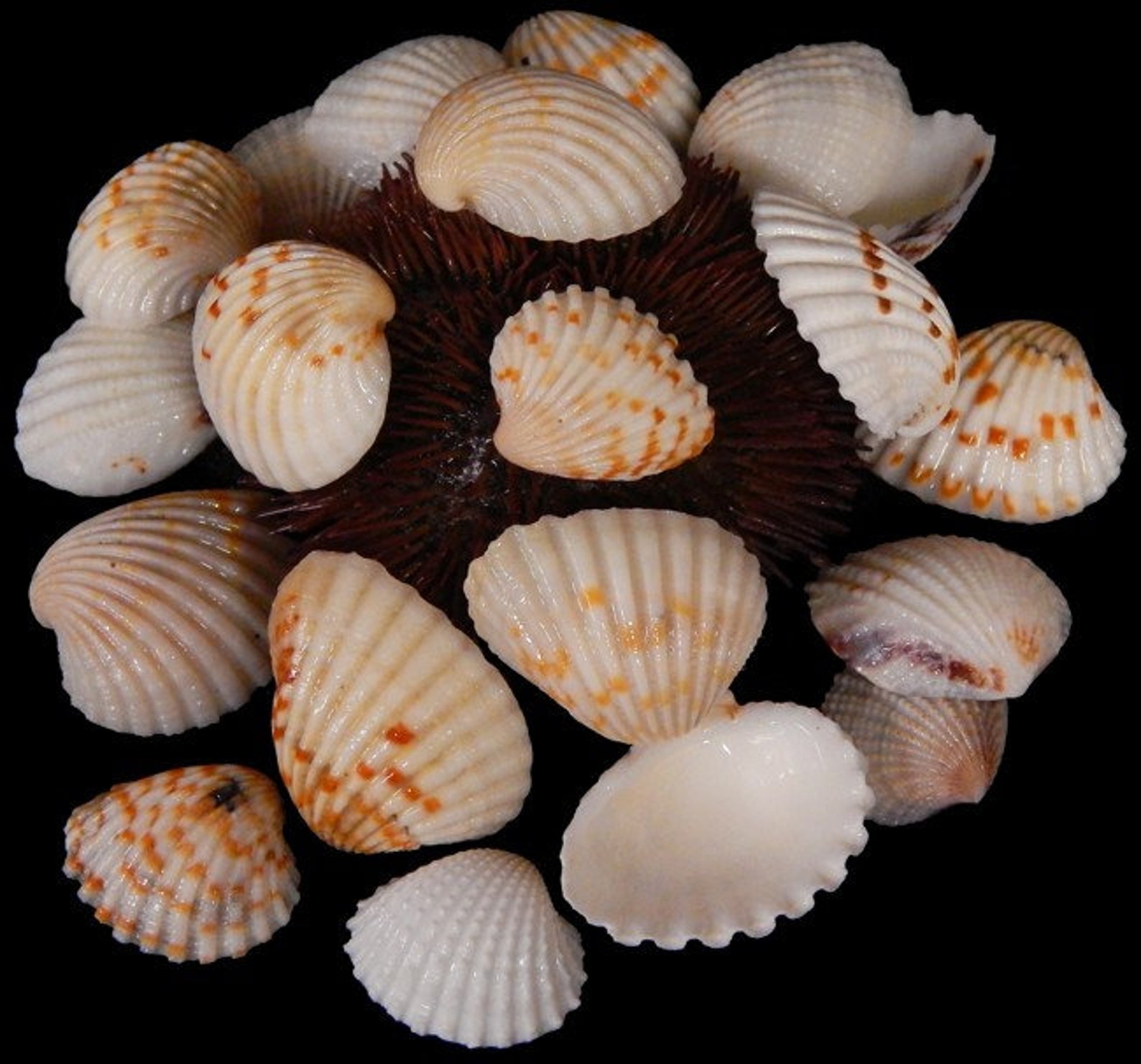 One Pound Stripped Arc Seashells – Brown & White Craft Clam Shells (3/4 ...