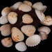 Stripped Arc Seashells, Craft Seashells, Brown and White Ark, Wholesale ...