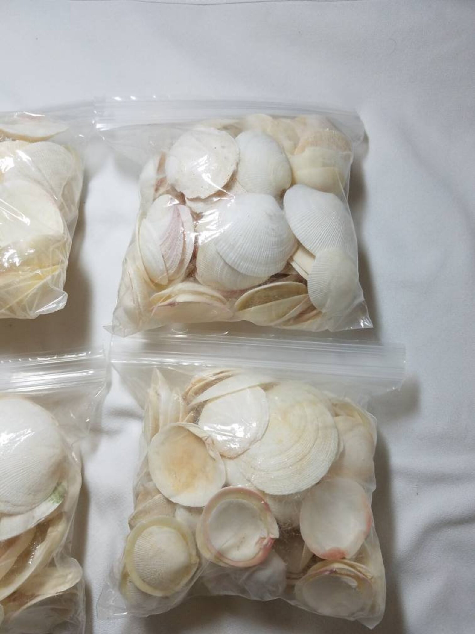 Tiger Clam Seashells, Clam Shells, White Tiger Clams, Craft Shells ...