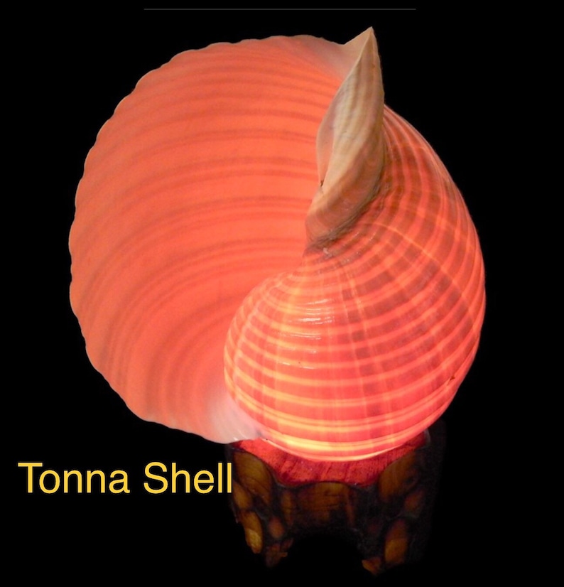 Nautilus Shell Light Tonna Shell Light Coastal Seashell - Etsy