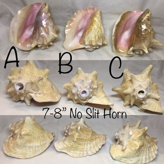 7-8 NO SLIT Bahamian Queen Conch Shell Horn I Pink Conch | Etsy