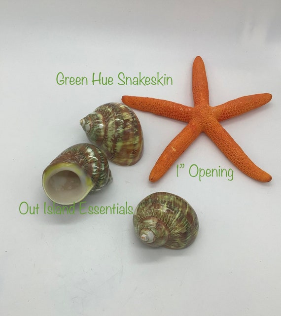 Turbo Petholatus Greenish Snakeskin Shell I Hint of Green | Etsy