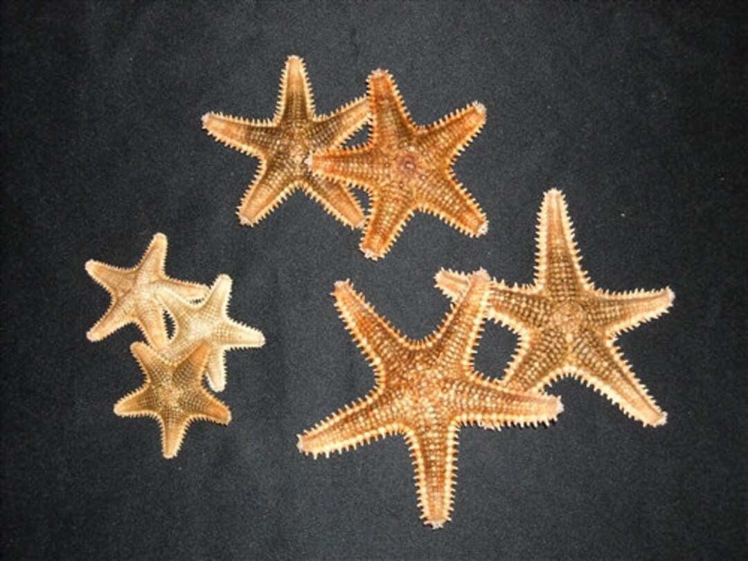 5-pcs Saw Starfish Craft Shells Seashells Starfish Coastal - Etsy