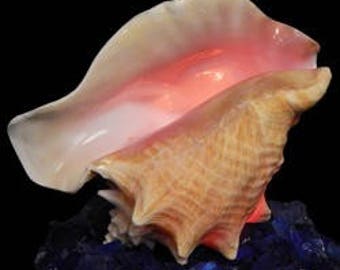 Pink Conch Shell - Etsy