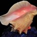 Bahamian Queen Conch Shell Light I Pink Conch Shell Night - Etsy Canada