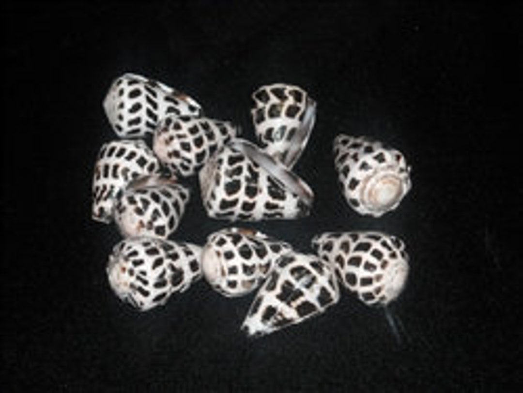 Large Hebrew Cone I Conus Ebraeus I Cone Shells I Black & White Shells ...