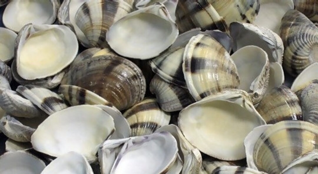 20pcs. Mexican Sunset Striped Clam Shells, Sunset Clams, Striped Shells ...