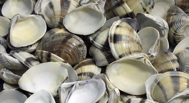 20pcs. Mexican Sunset Striped Clam Shells Sunset Clams - Etsy