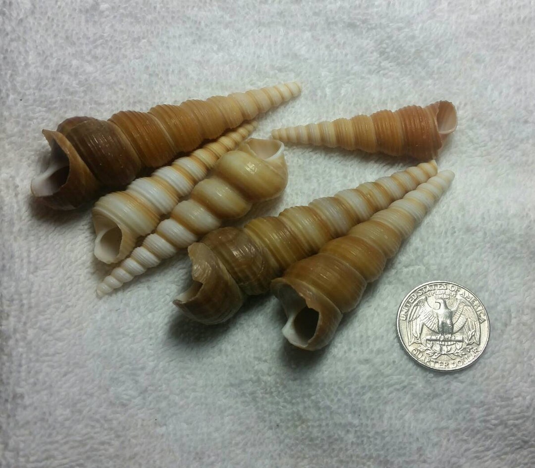 10-pcs Brown Turretella Seashells | Craft Shells | Seashells | Coastal ...