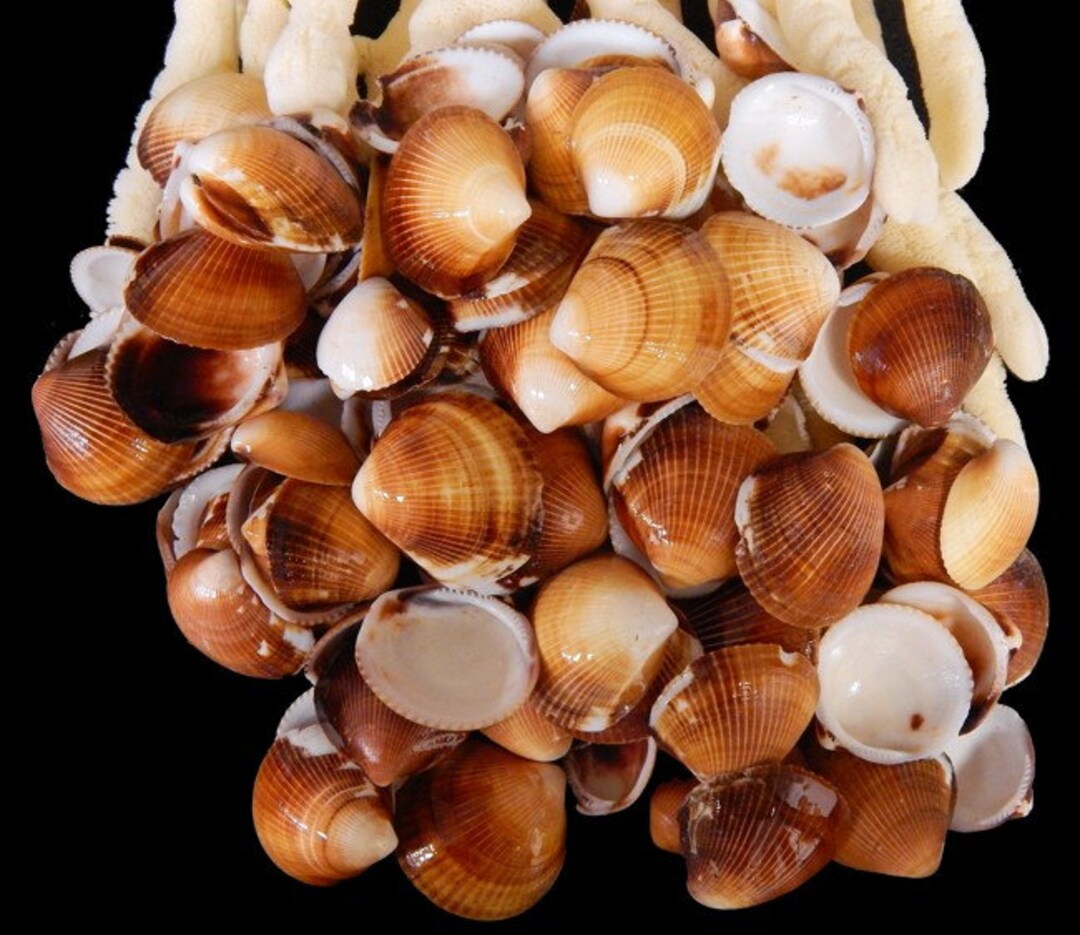 Brown Cockle Shells, Craft Seashells, Brown Seashells, Wholesale Craft ...