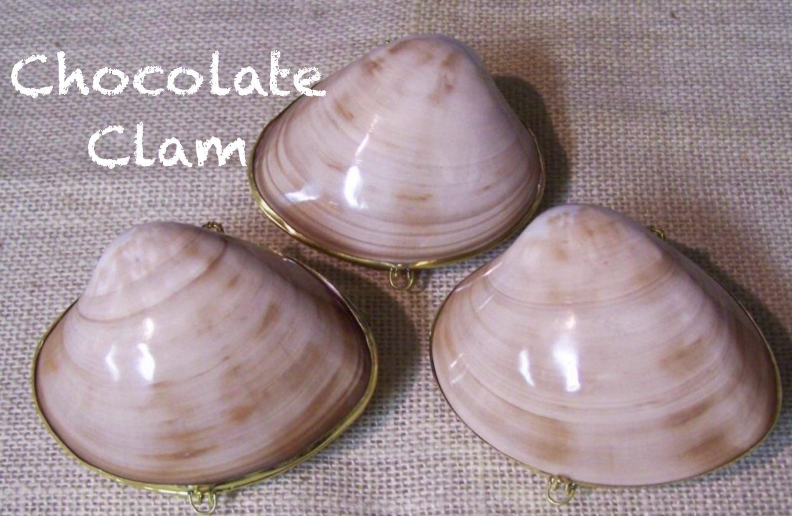 One Seashell Coin Purse | Seashell Pill Box | Seashell Ring Holder I ...