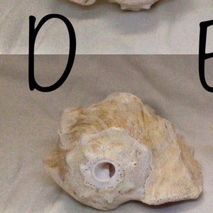 6-7 NO SLIT Conch Shell Horn I Queen Conch Horn I Conch | Etsy