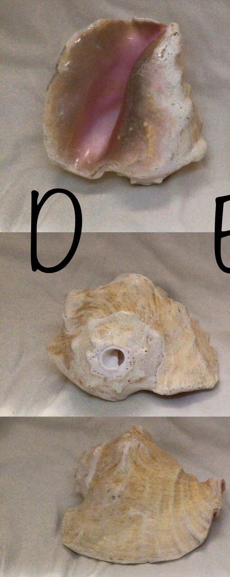 6-7 NO SLIT Conch Shell Horn I Queen Conch Horn I Conch | Etsy