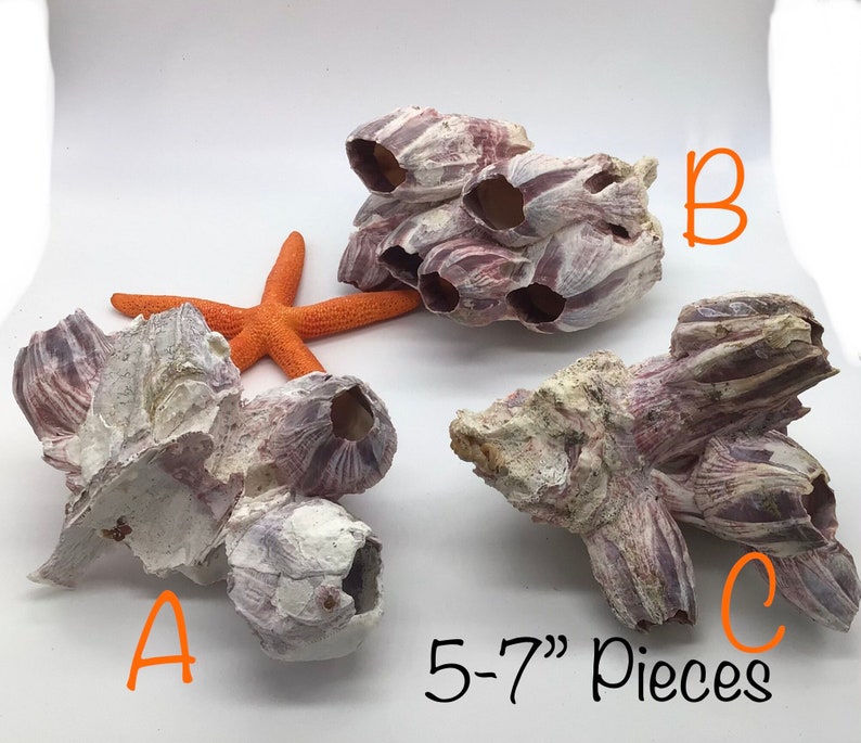 Purple Barnacle I Real Barnacle I Ocean Barnacles I Assorted - Etsy