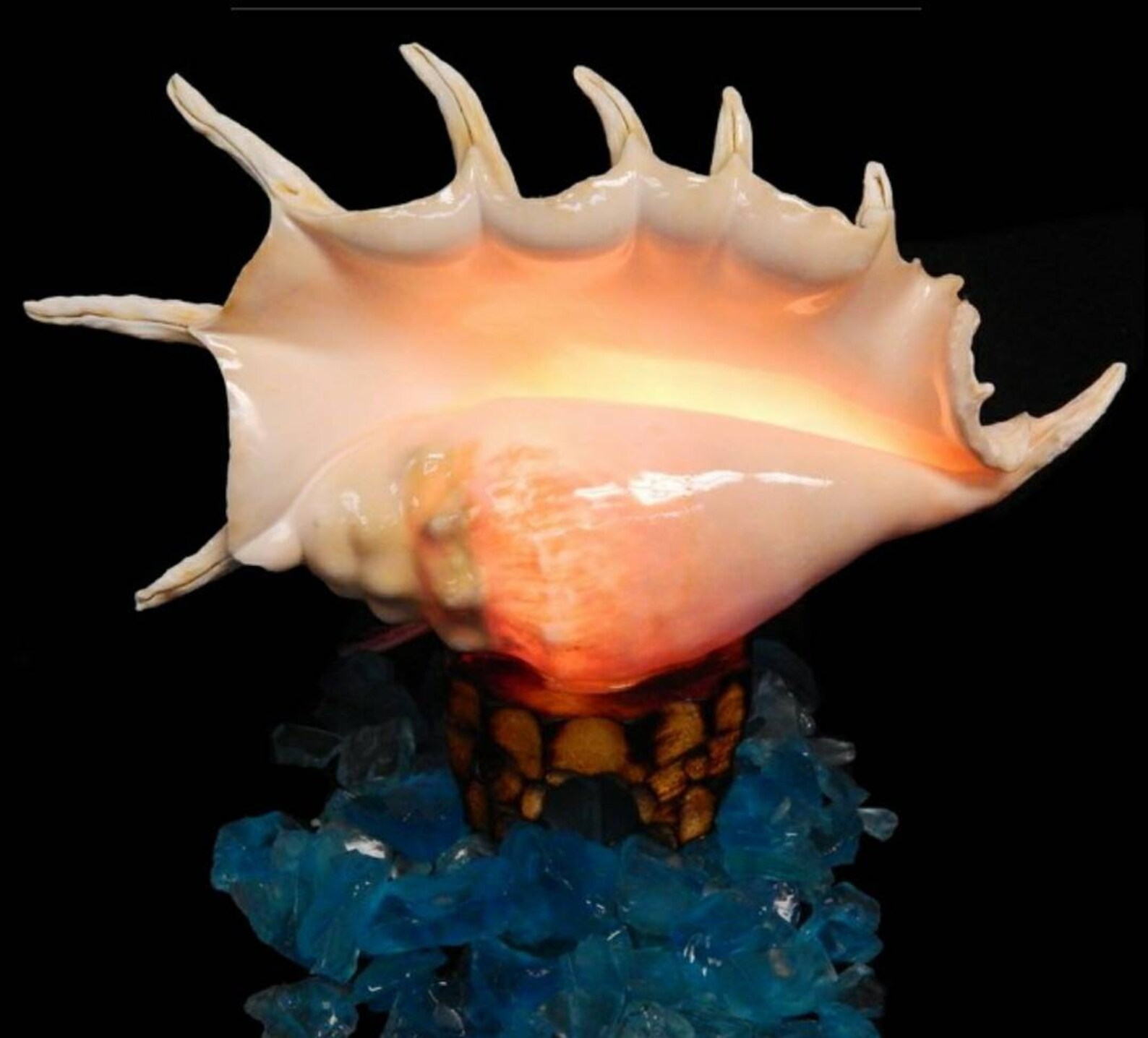 Nautilus Shell Light Tonna Shell Light Coastal Seashell - Etsy