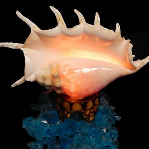 Nautilus Shell Light Tonna Shell Light Coastal Seashell Light Conch ...