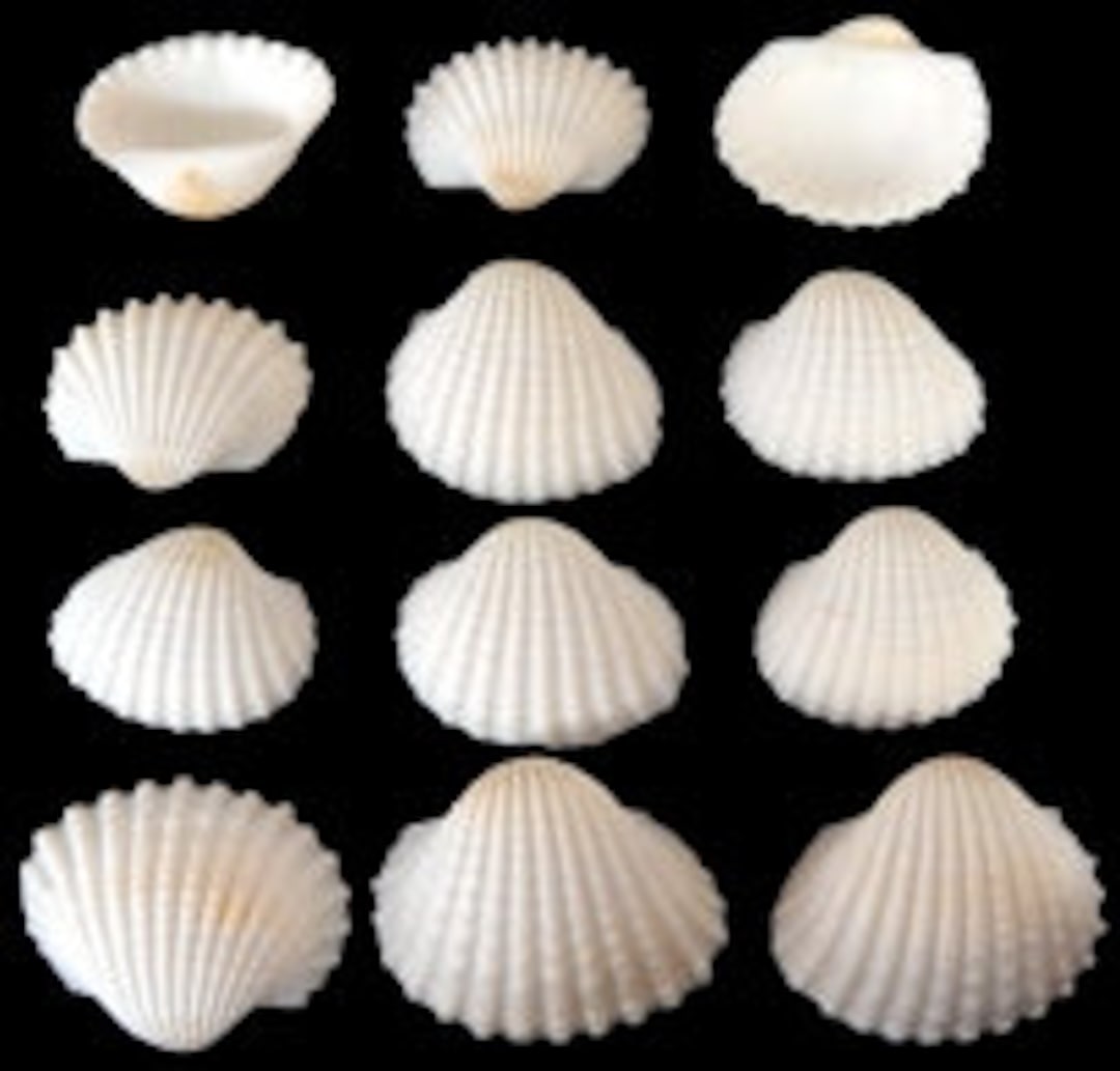 White Ark Shells I 1/2 Cup White Ark Shells I White Clam Shells I White ...