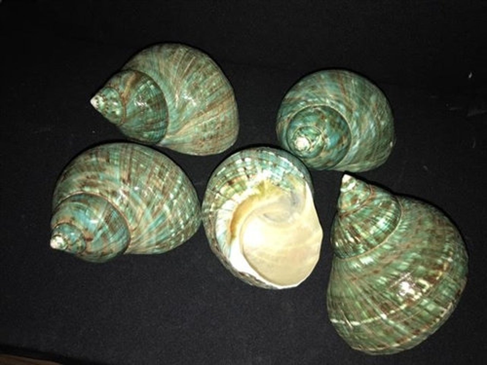 Jade Turbo Polished Shell I Turbo Seashell I Jade Turbo | Etsy