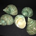 Jade Turbo Polished Shell I Turbo Seashell I Jade Turbo Polished Shells ...