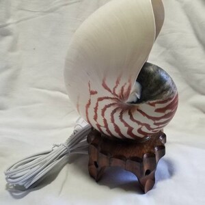 Nautilus Shell Light Tonna Shell Light Coastal Seashell - Etsy