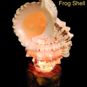 Nautilus Shell Light | Tonna Shell Light | Coastal Seashell Light ...
