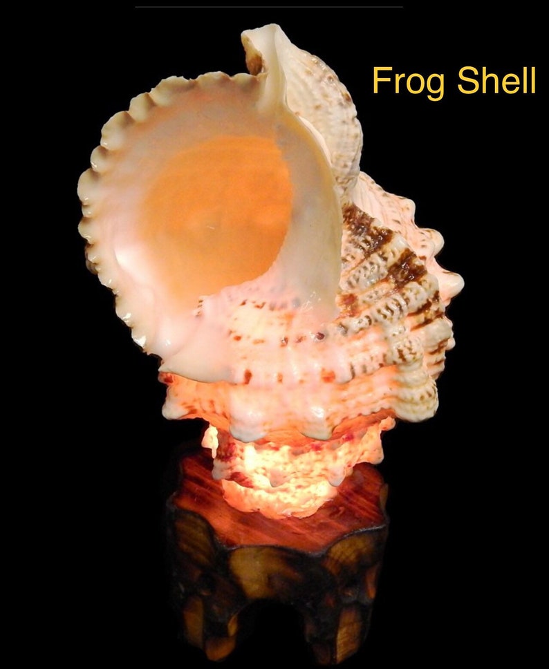 Nautilus Shell Light Tonna Shell Light Coastal Seashell - Etsy