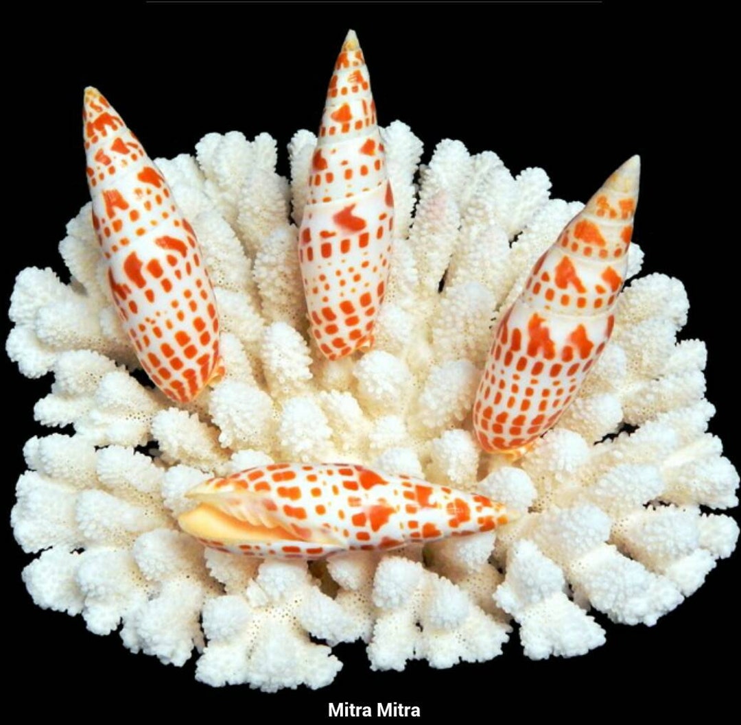 TWO Pcs. Mitra Mitra Seashell I Beach Decor I Coastal Decor I Orange ...