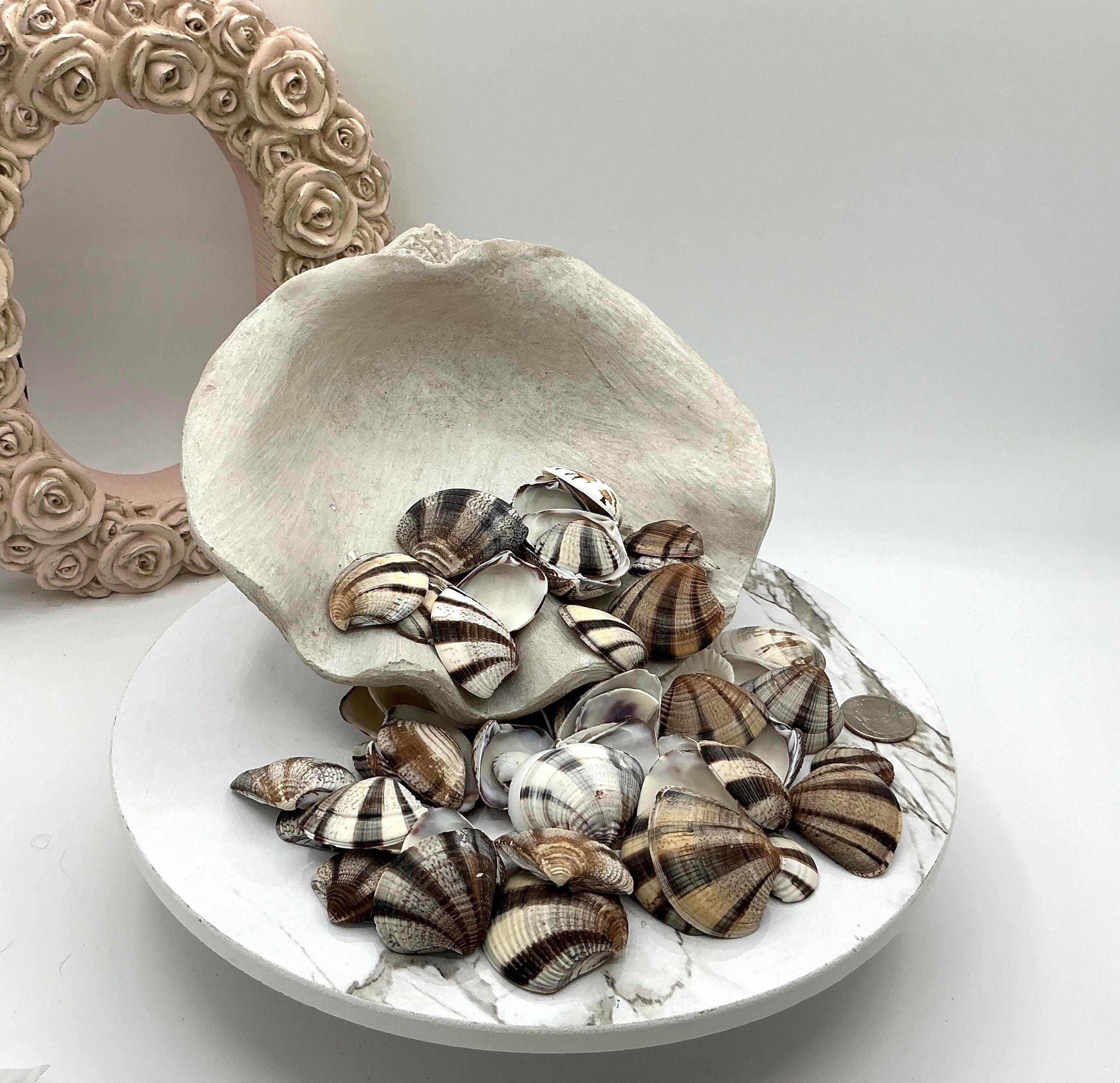 20pcs. Mexican Sunset Striped Clam Shells, Sunset Clams, Striped Shells ...