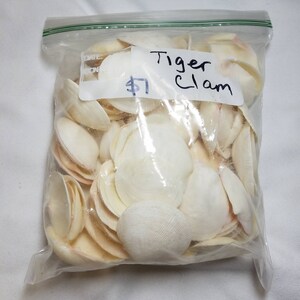 Tiger Clam Seashells, Clam Shells, White Tiger Clams, Craft Shells ...