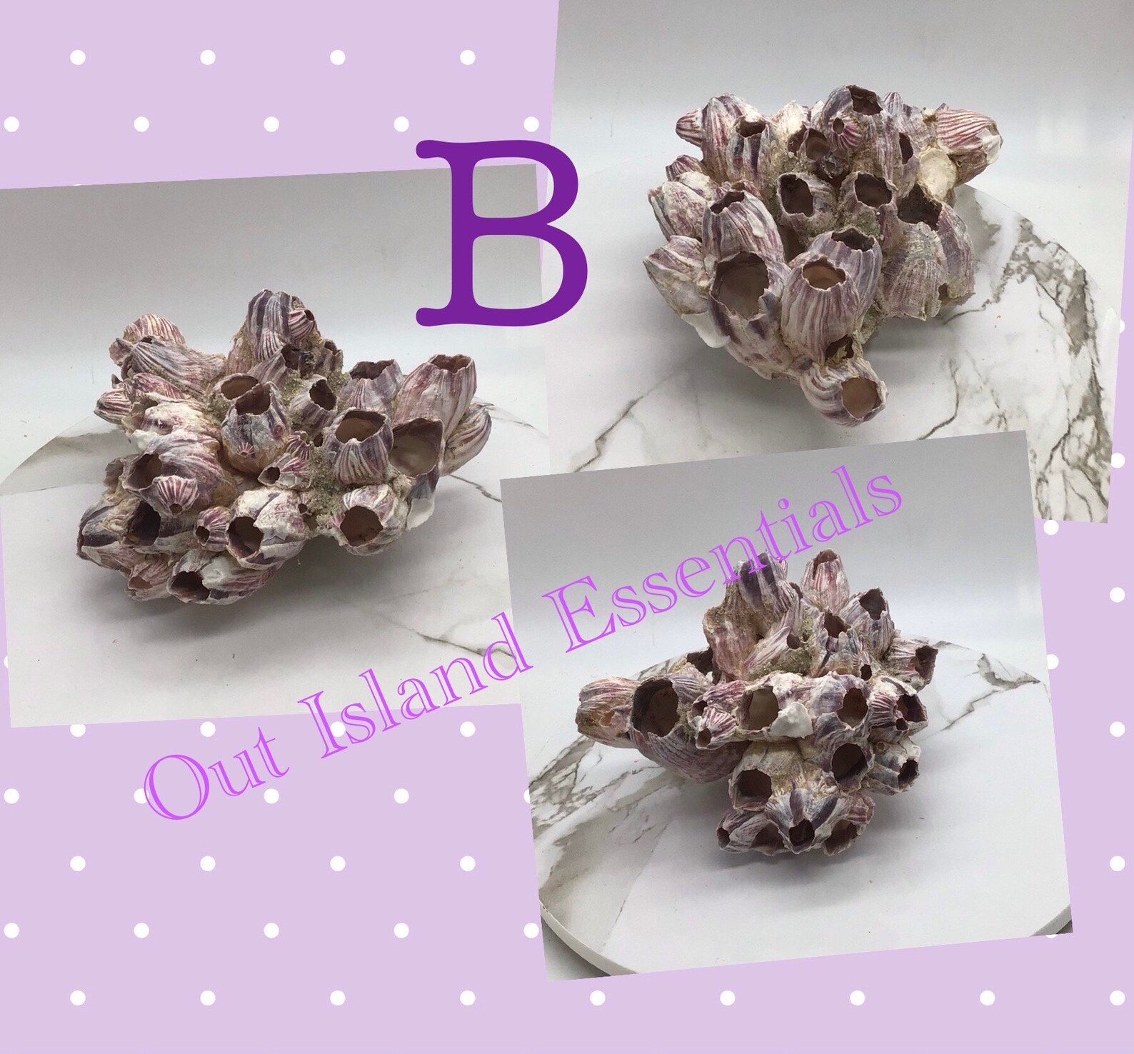 Purple Barnacle I Real Barnacle I Ocean Barnacles I Assorted Sizes I ...