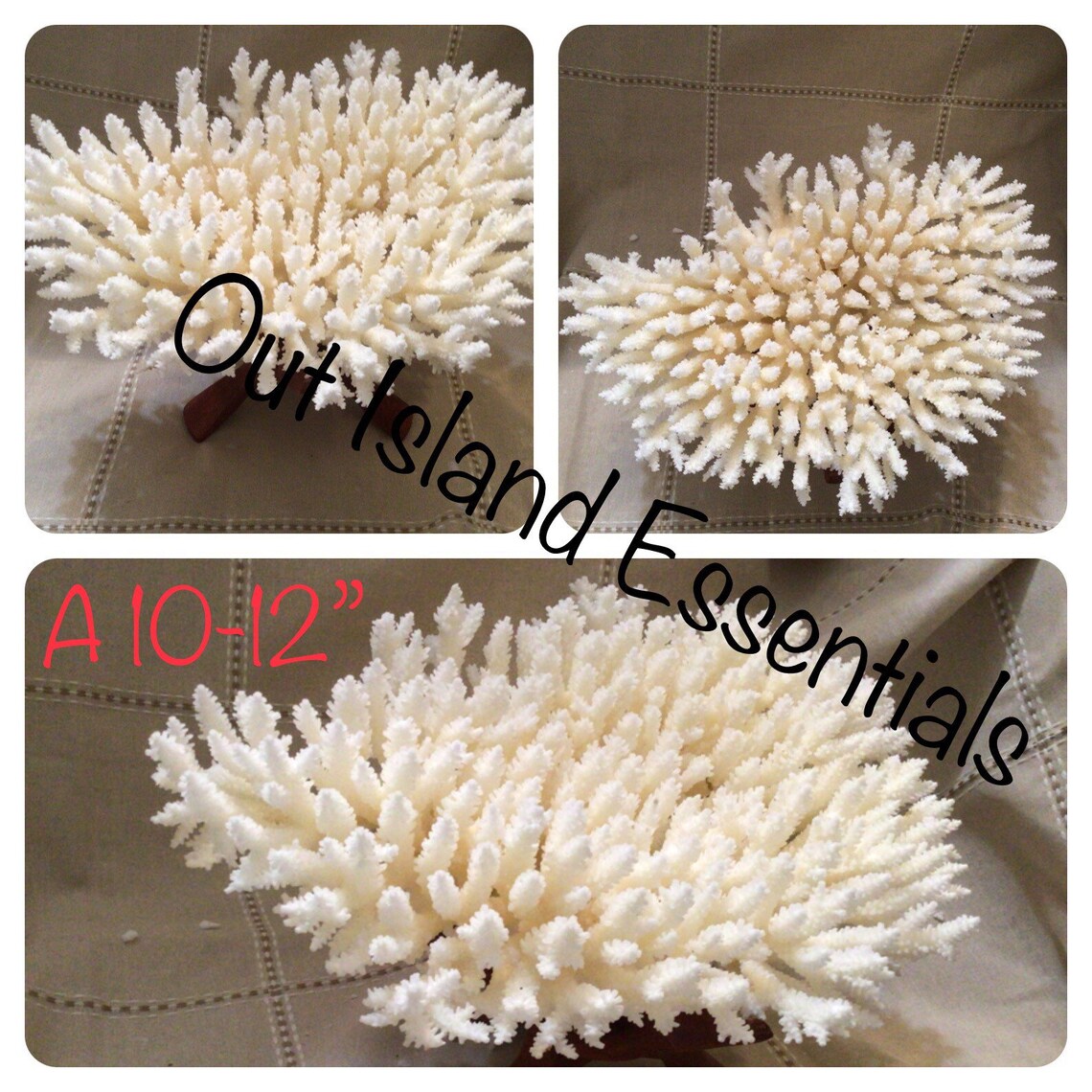 Table Coral I White Table Coral I Authentic Ocean Coral I - Etsy