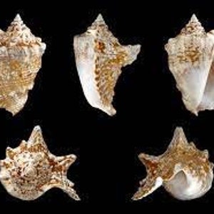 Small Conch Shell I Hawk Wing Conch I Fighting Conch I Milk Conch I - Etsy