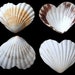 Heart Shape Scallop Shell I Semi-white Irish Baking Clam | Etsy