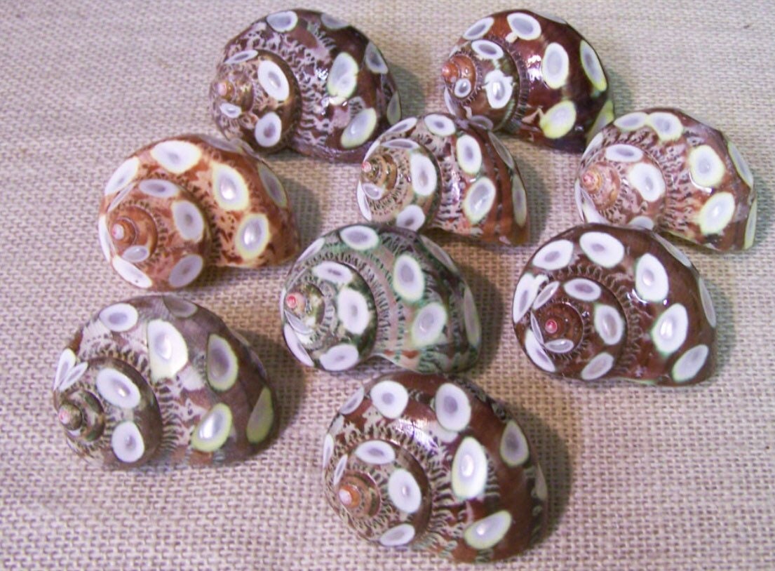 Spotted Turbo Petholatus I Spotted Shell I Turbo Seashell I - Etsy