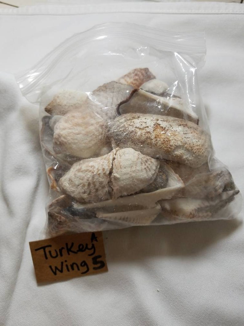 Turkey Wing Seashells Clam Shells Brown Tiger Claw Craft | Etsy