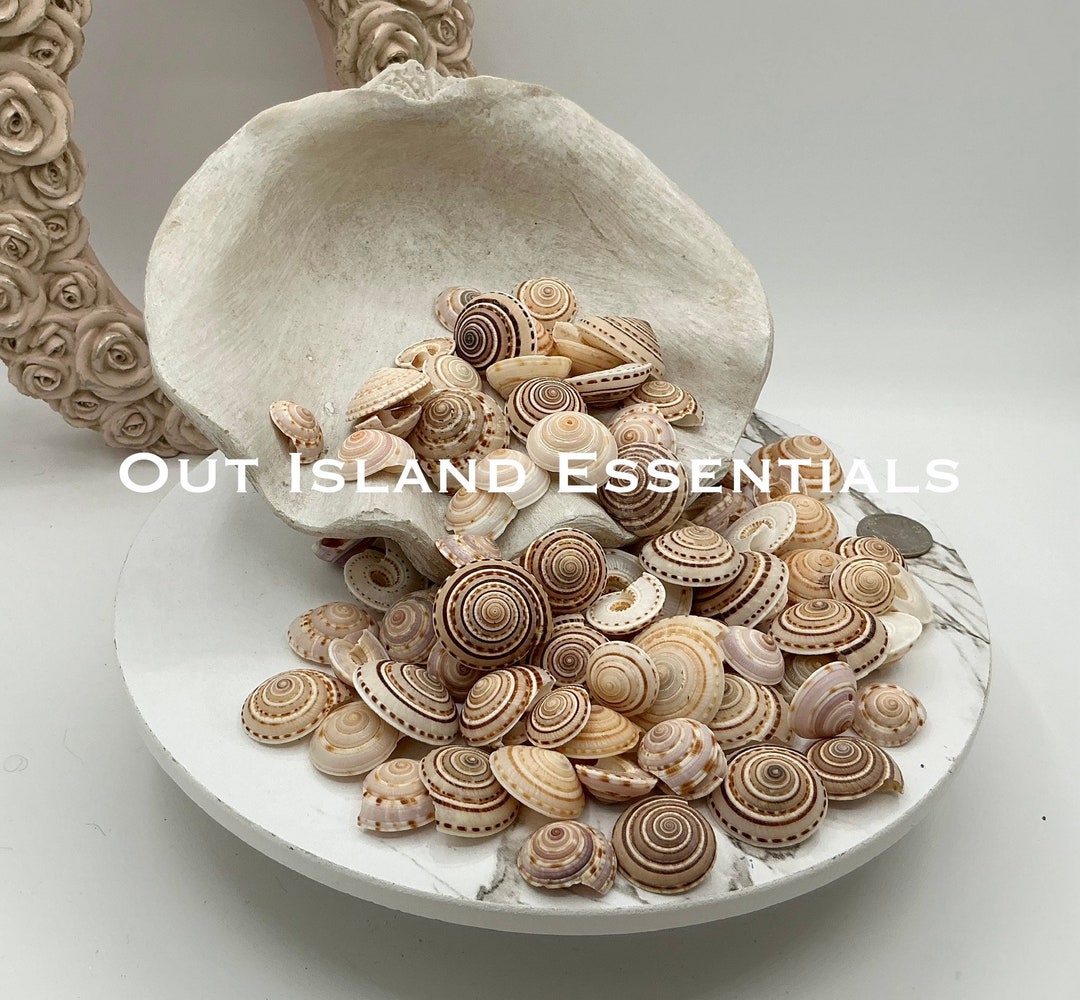 10pcs Sundial Seashells, Wholesale Seashells, Craft Shells ...