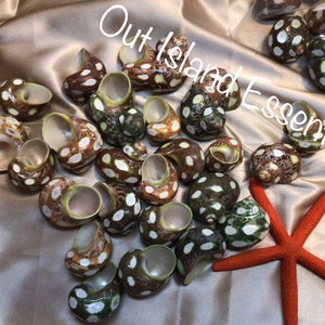 Spotted Turbo Petholatus I Spotted Shell I Turbo Seashell I Turbo ...